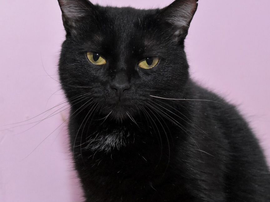 Кошечка Кара