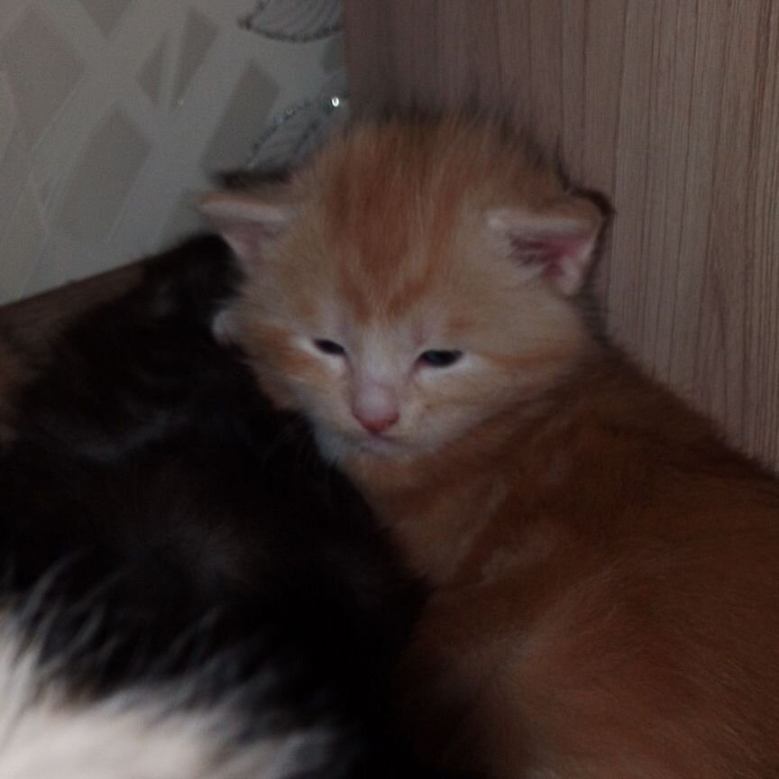 Майн кун котята