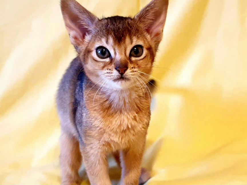 Абиссинская систокровная девочка дикого окраса