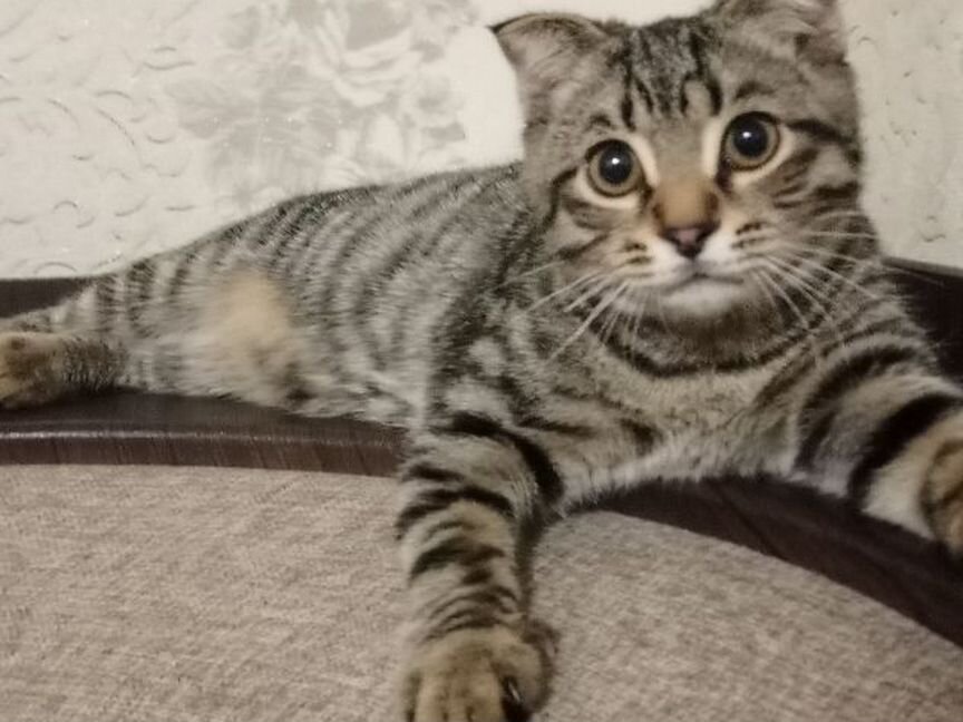 Шатланский вислоухий кот