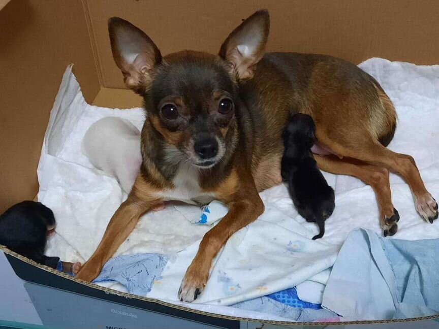 Щенки чихуахуа и тоя