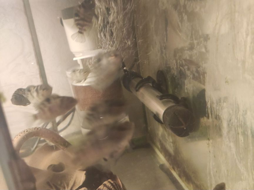 Цихлиды полосатые