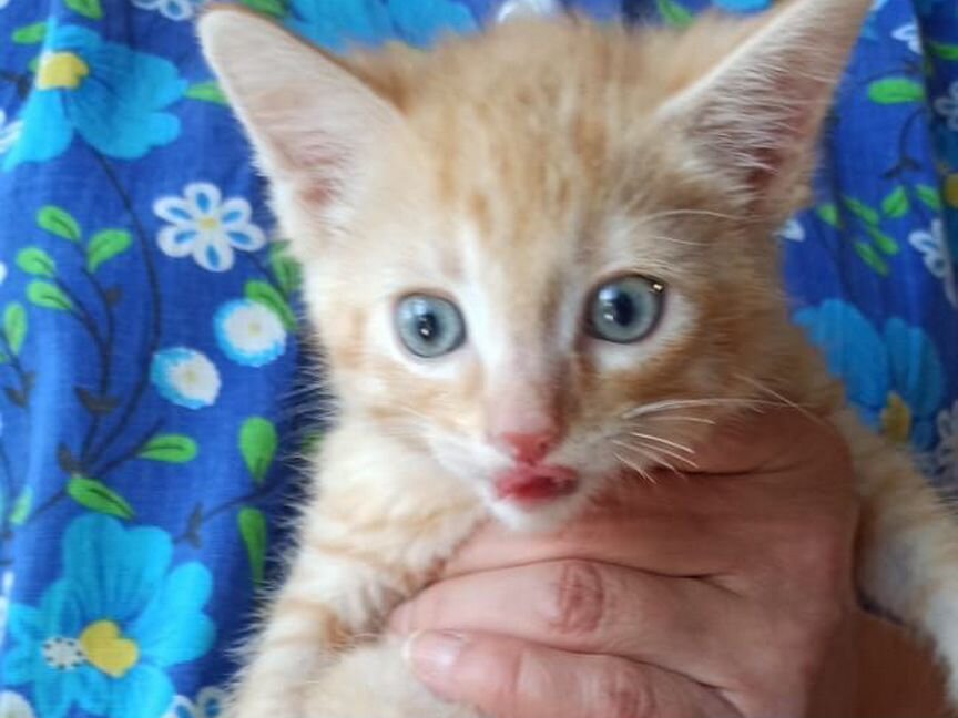 Рыжий мальчик