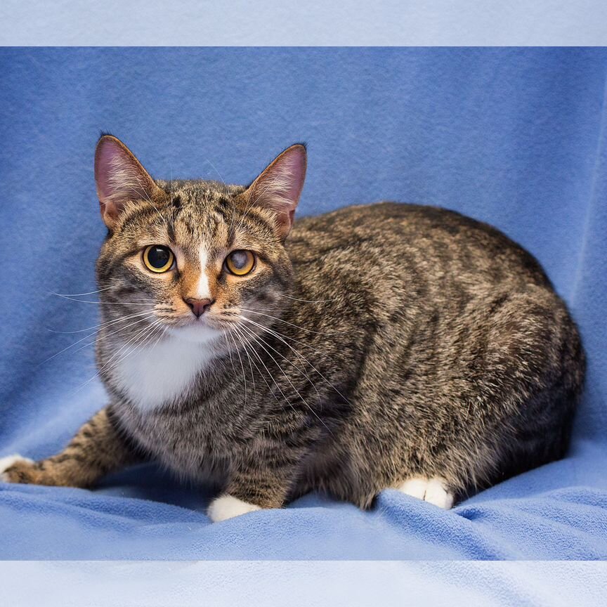 Взрослый кот в добрые руки