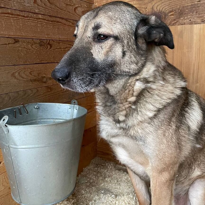 Гирос потерял надежду