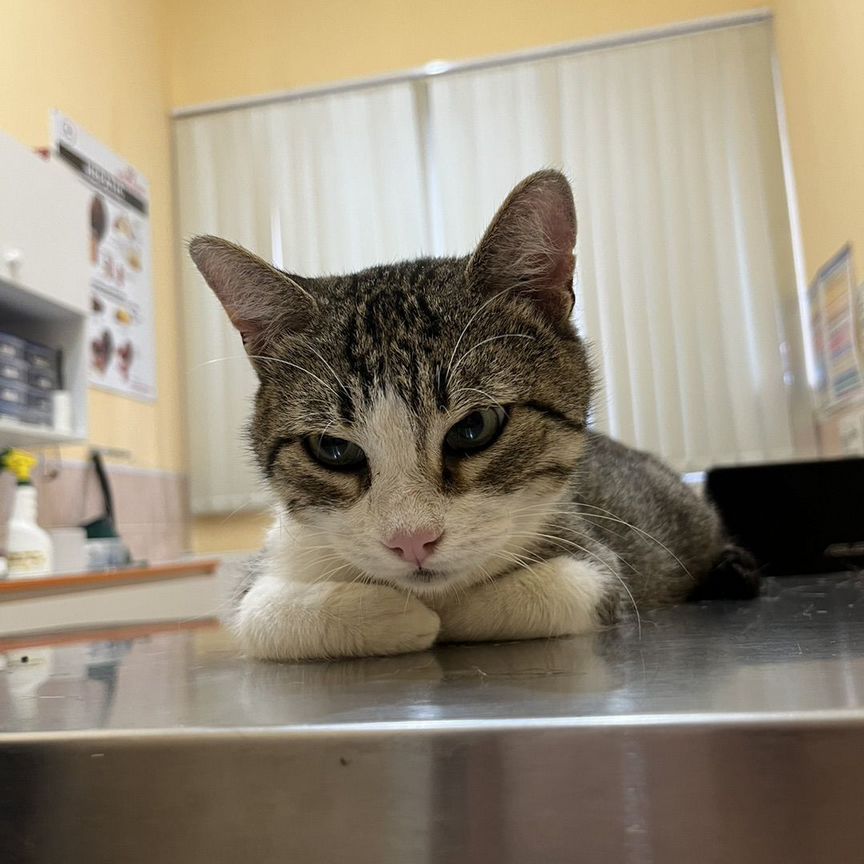 Котик Лаки хочет обрести семью