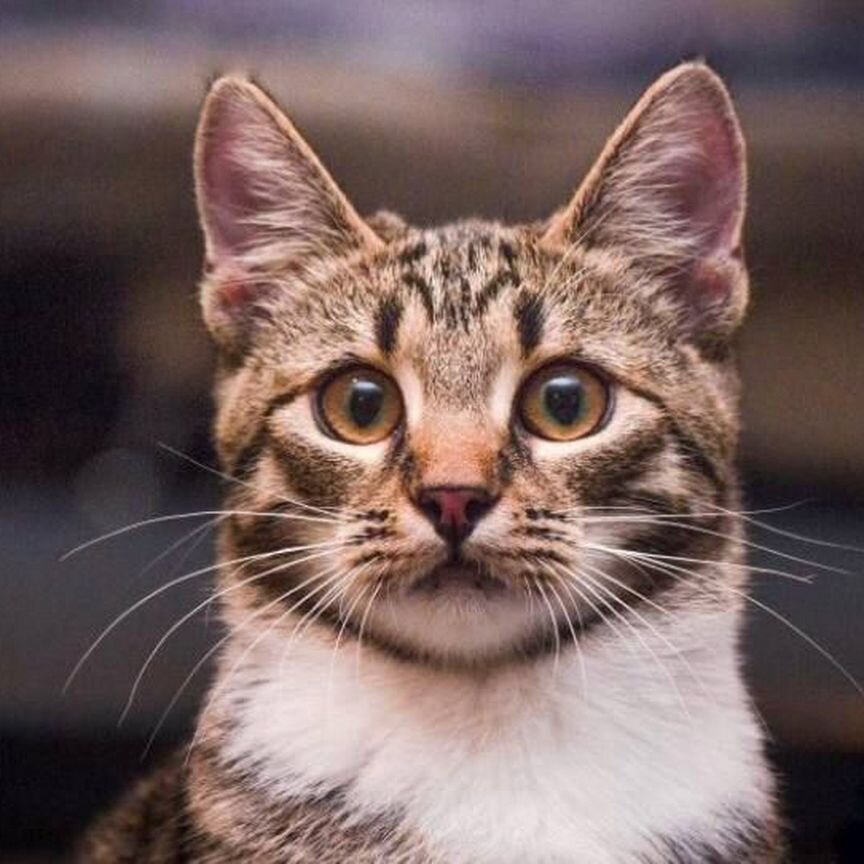 Котенок Оскар в дар бесплатно