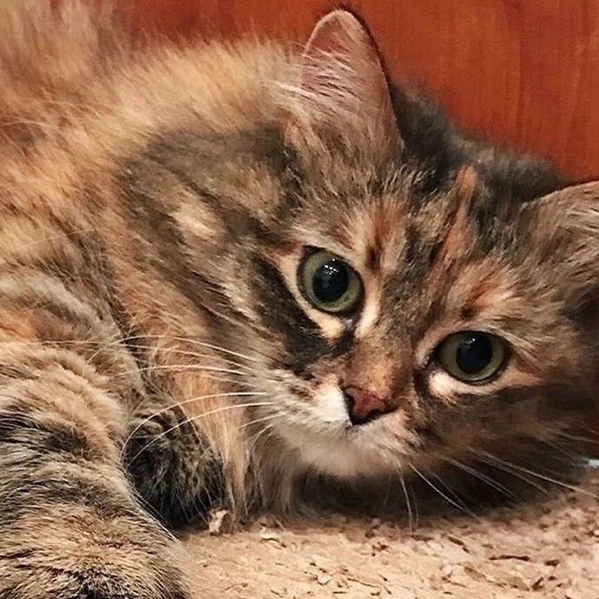 Лиза ищет семью