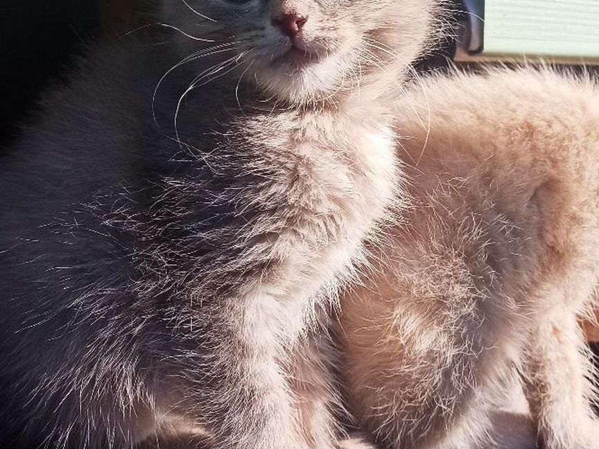 Британские котята