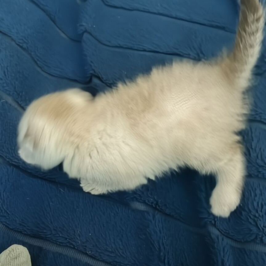 Британский короткошёрстный котёнок