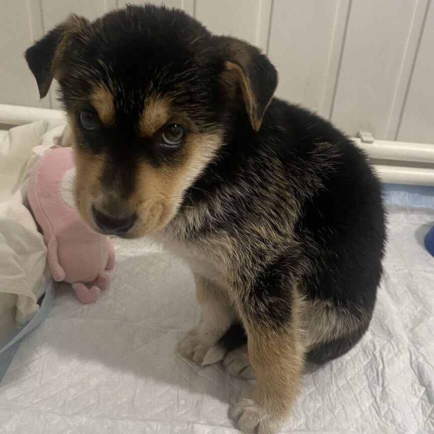 Щенок в добрые руки