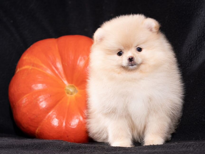 Шпиц померанский девочка