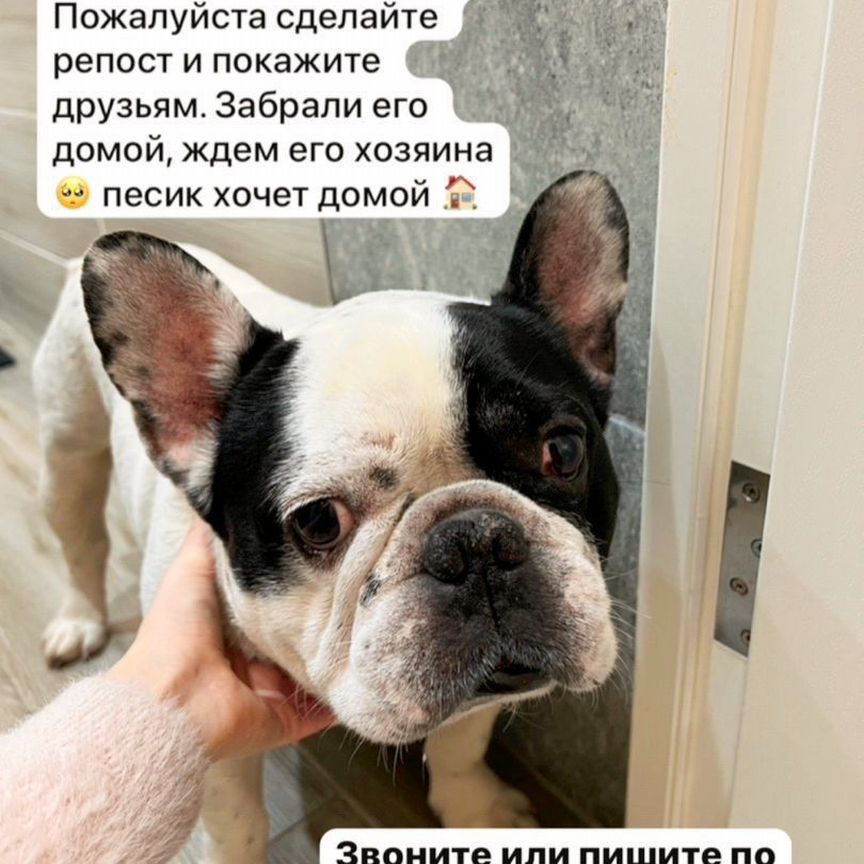 Ишем хозяина французский бульдог