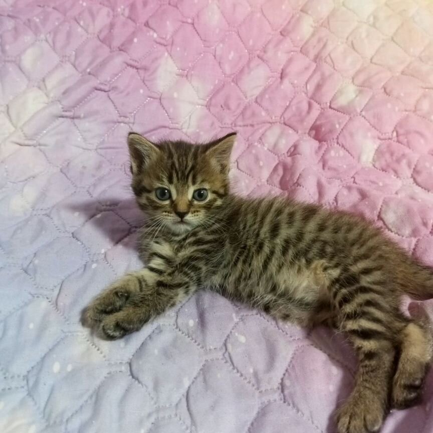 Отдам в добрые руки