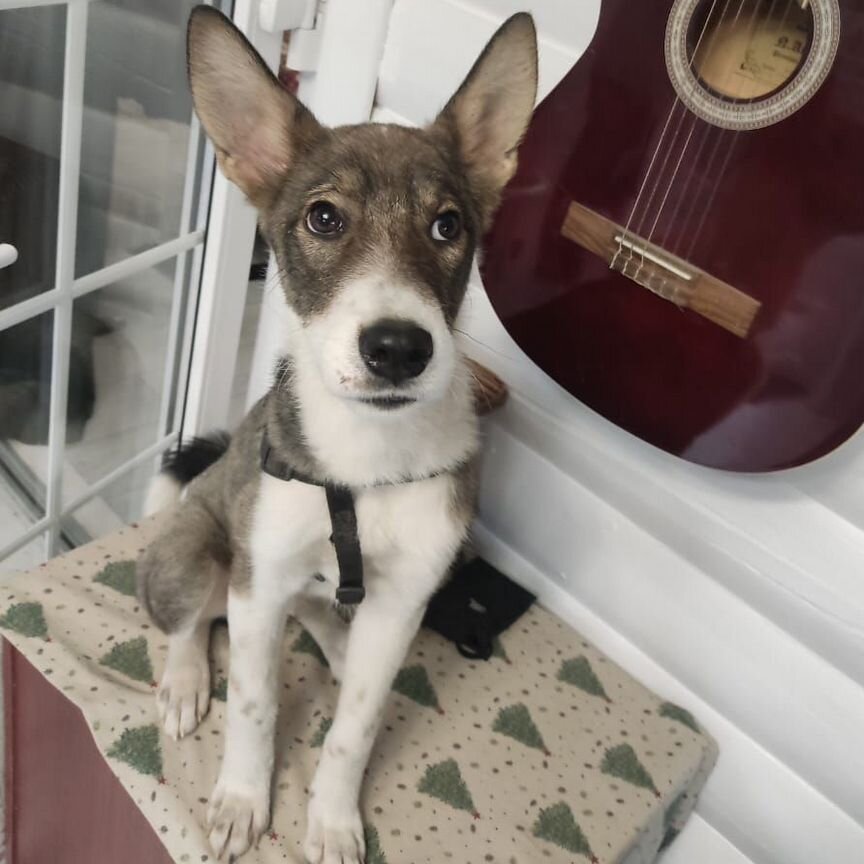 Щенок в добрые руки