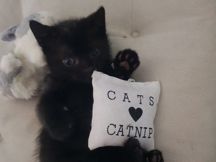 Котята родились 08.03.2024