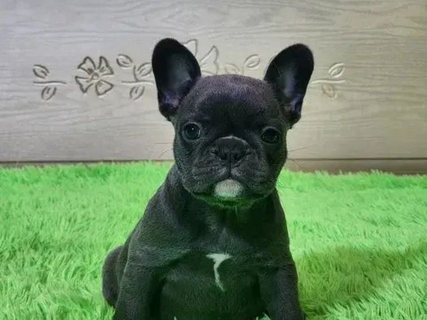 Французский бульдог, французские бульдожки,щенки