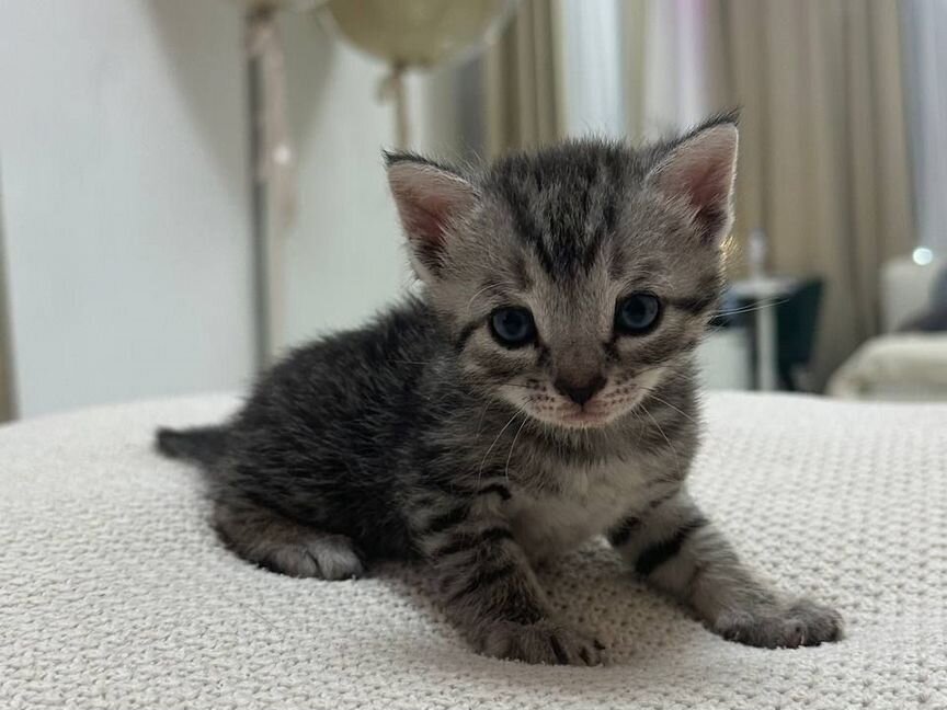 Отдам котят в добрые руки