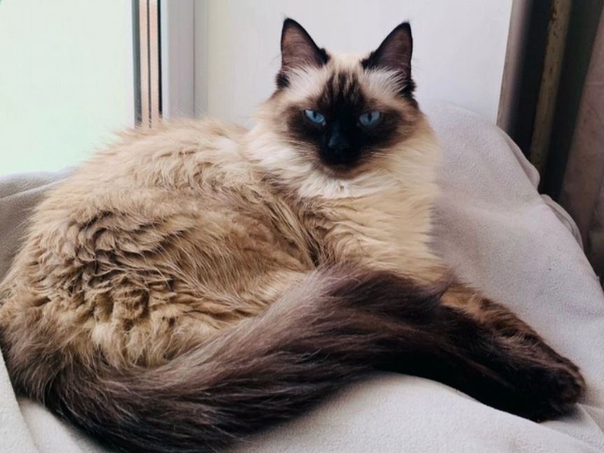 Серафима прекрасная