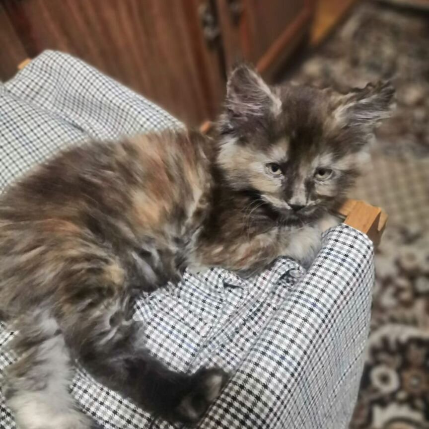 Котята мейн-кун