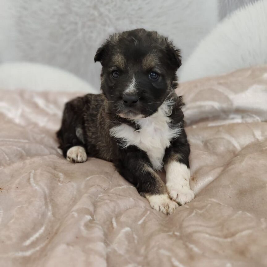 Полкан в дар