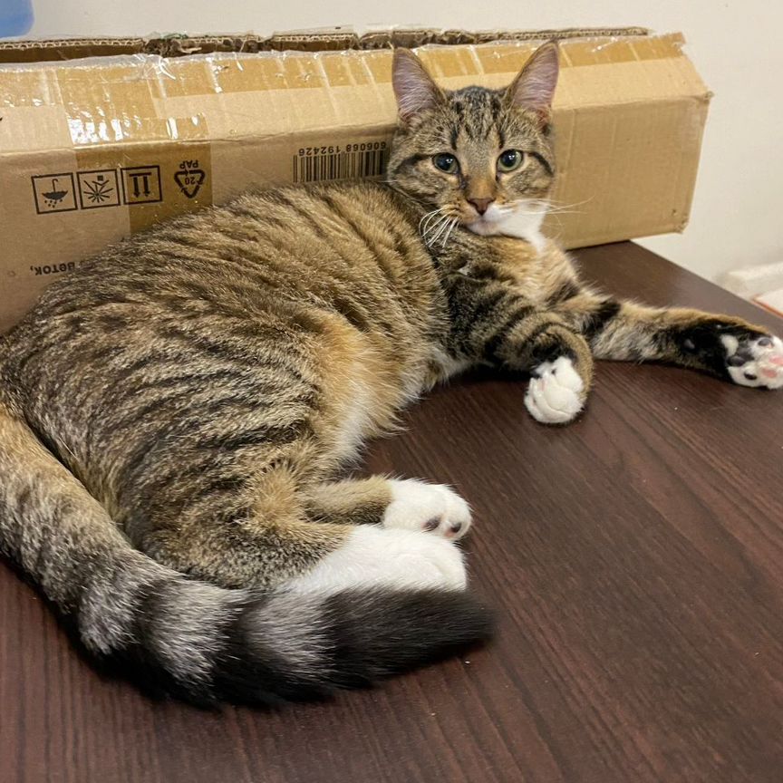 Котёнок в добрые руки