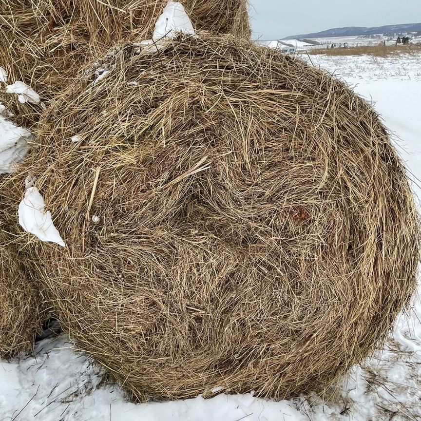 Сено в рулонах