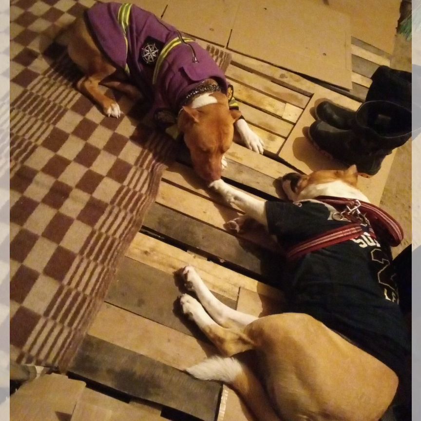 Американский стаффордширский терьер, взрослый пёс