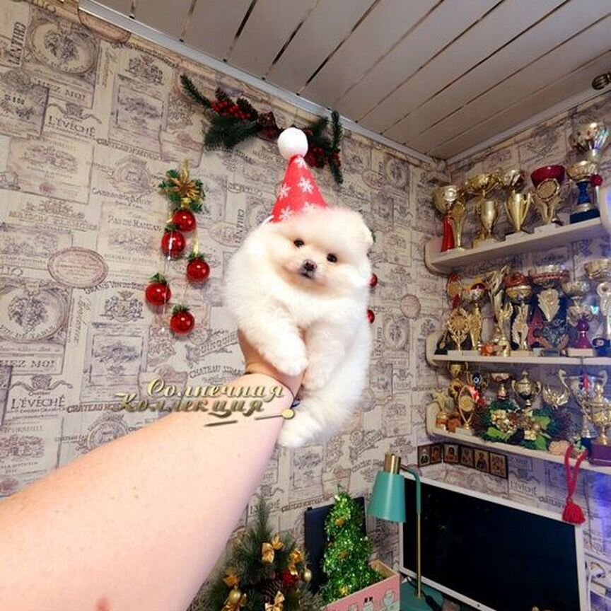 Шпиц померанский девочка РКФ