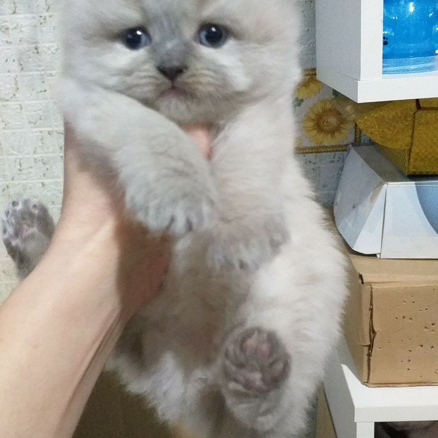 Шотландские колорные котята