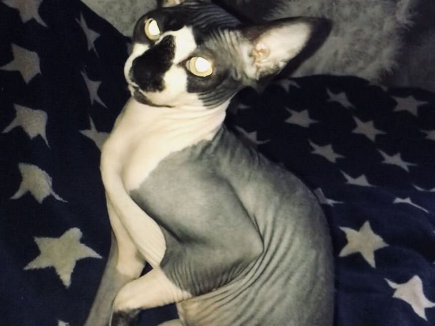 Канадский сфинкс кошка