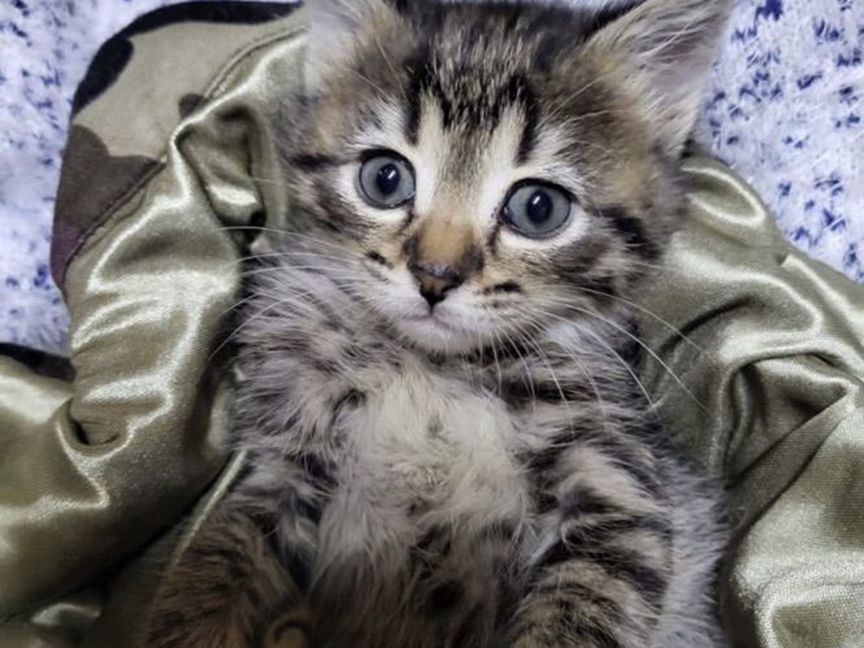 Кошка