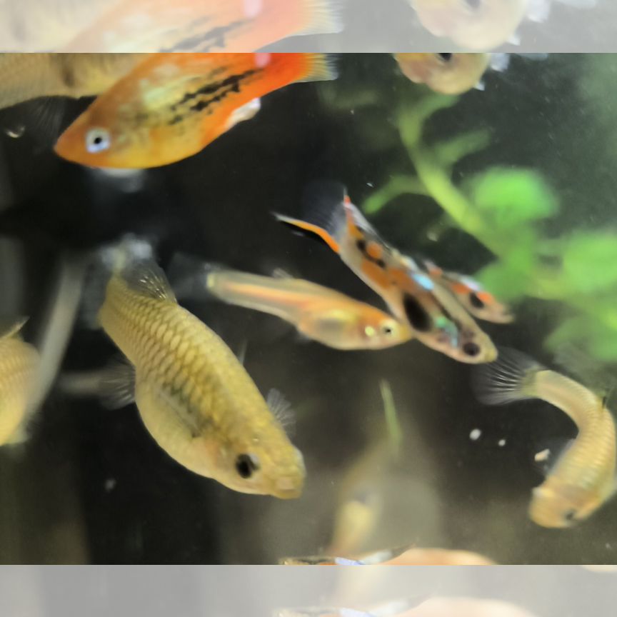 Рыбки гуппи