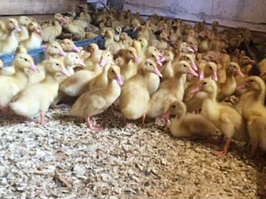 Утята стар 53