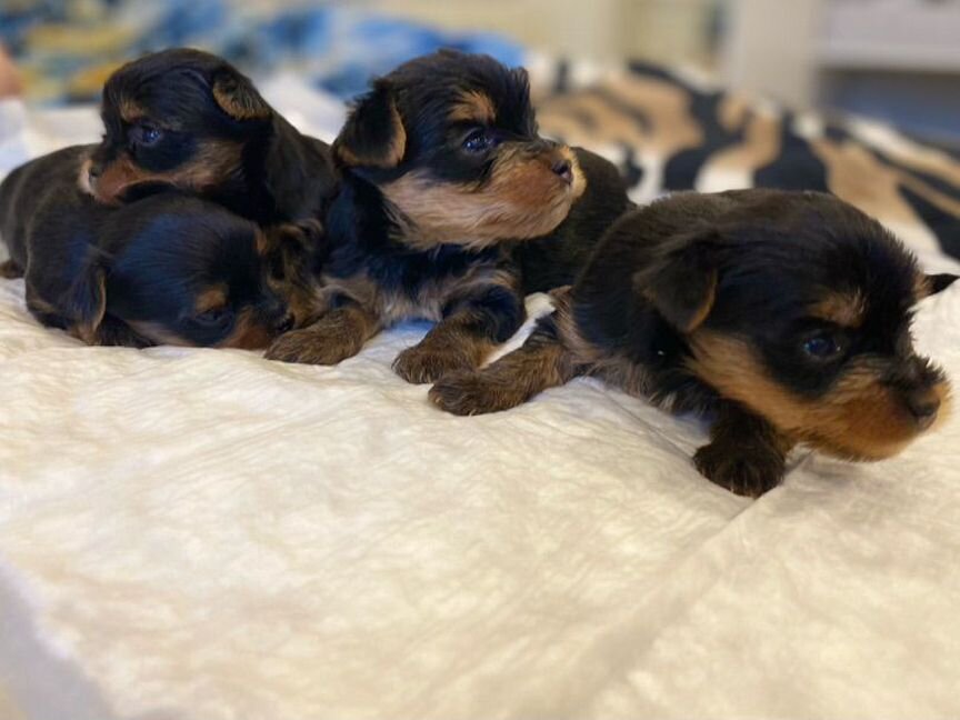 Щенки йорка