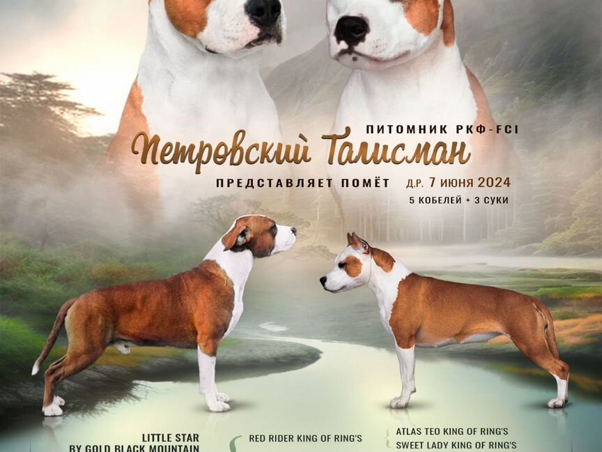 Шикарные щенки амстаффа