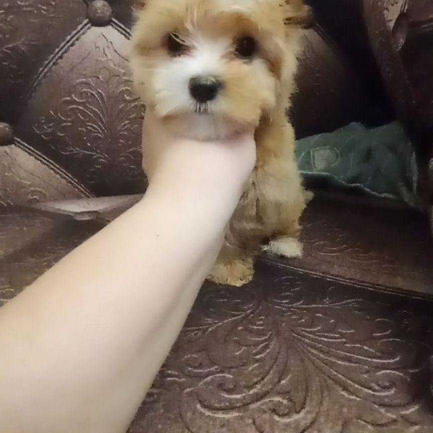 Золотой цветочек