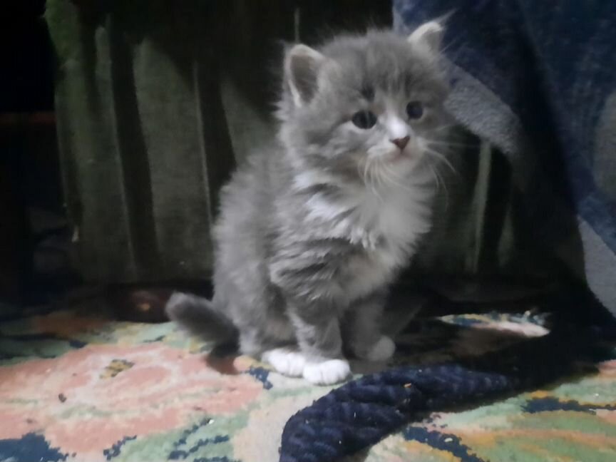 Котята