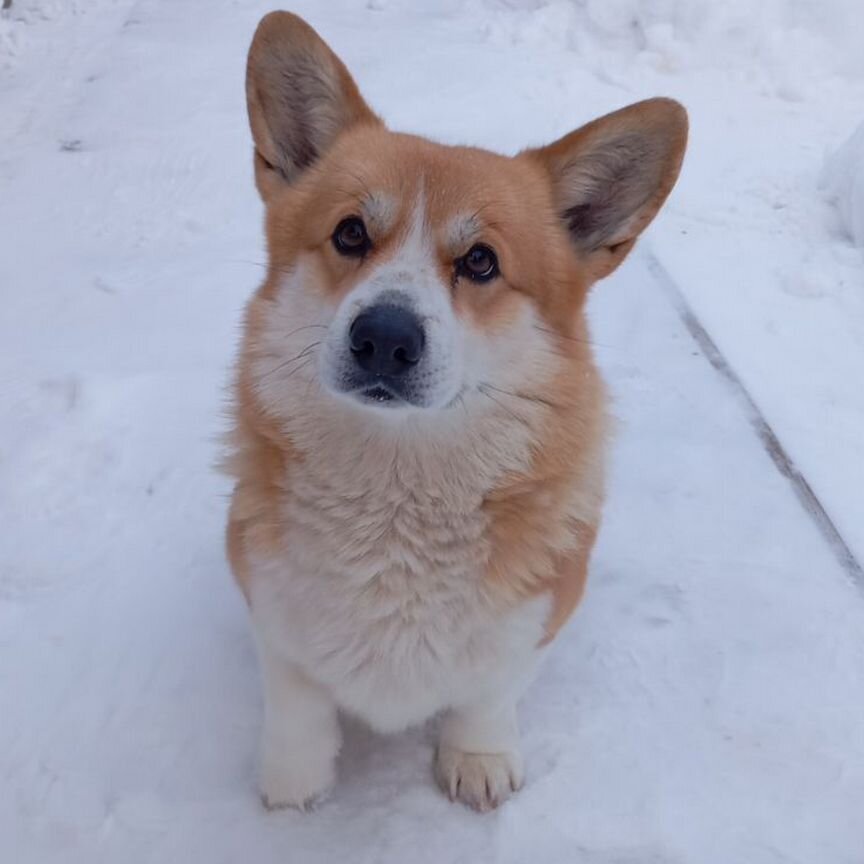 Вельш Корги Пемброк, взрослый пёс