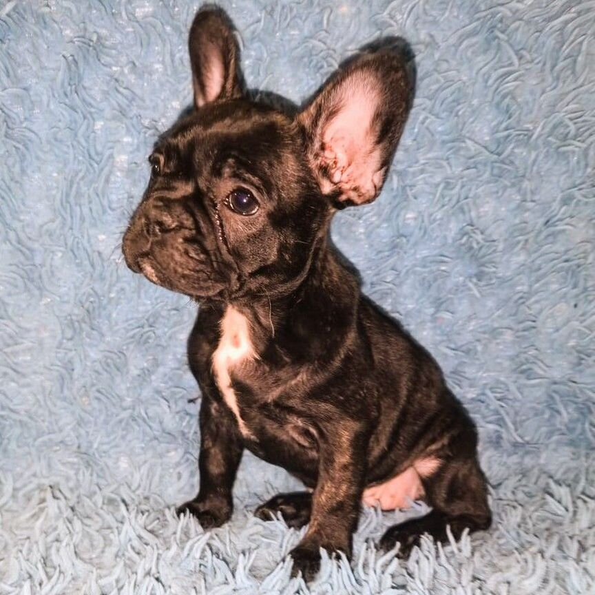 Щенок французского бульдога девочка