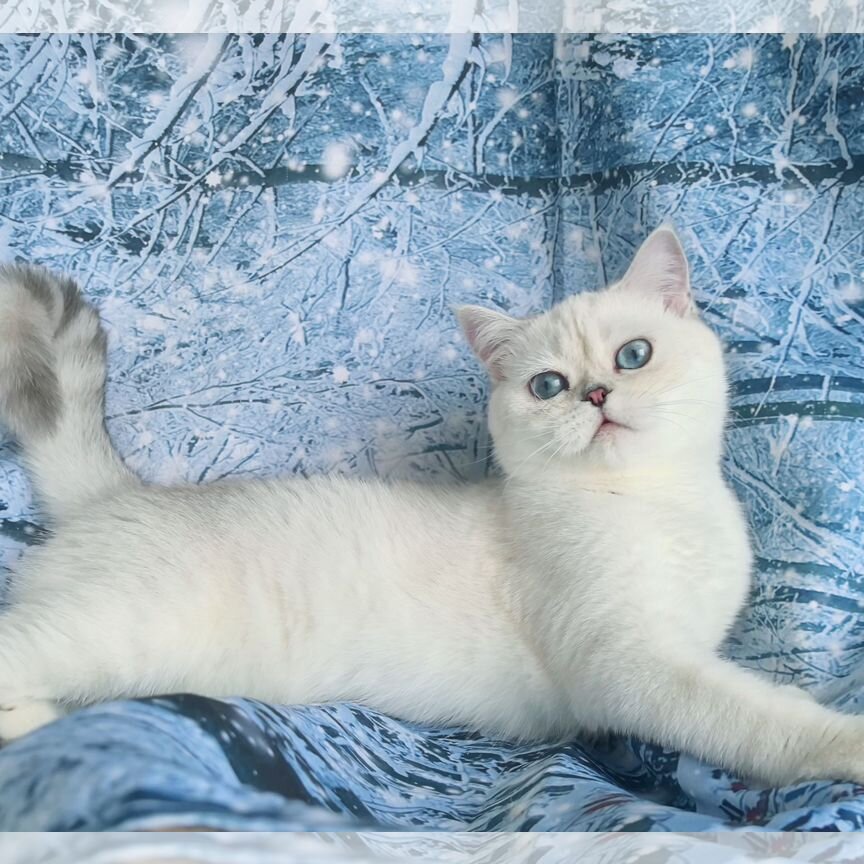 Шотландский прямоухий короткошёрстный котёнок