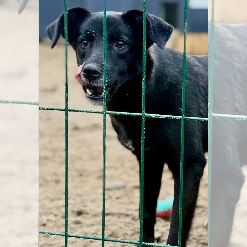 Щенок в добрые руки