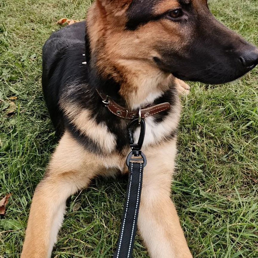 Немецкая овчарка, щенок