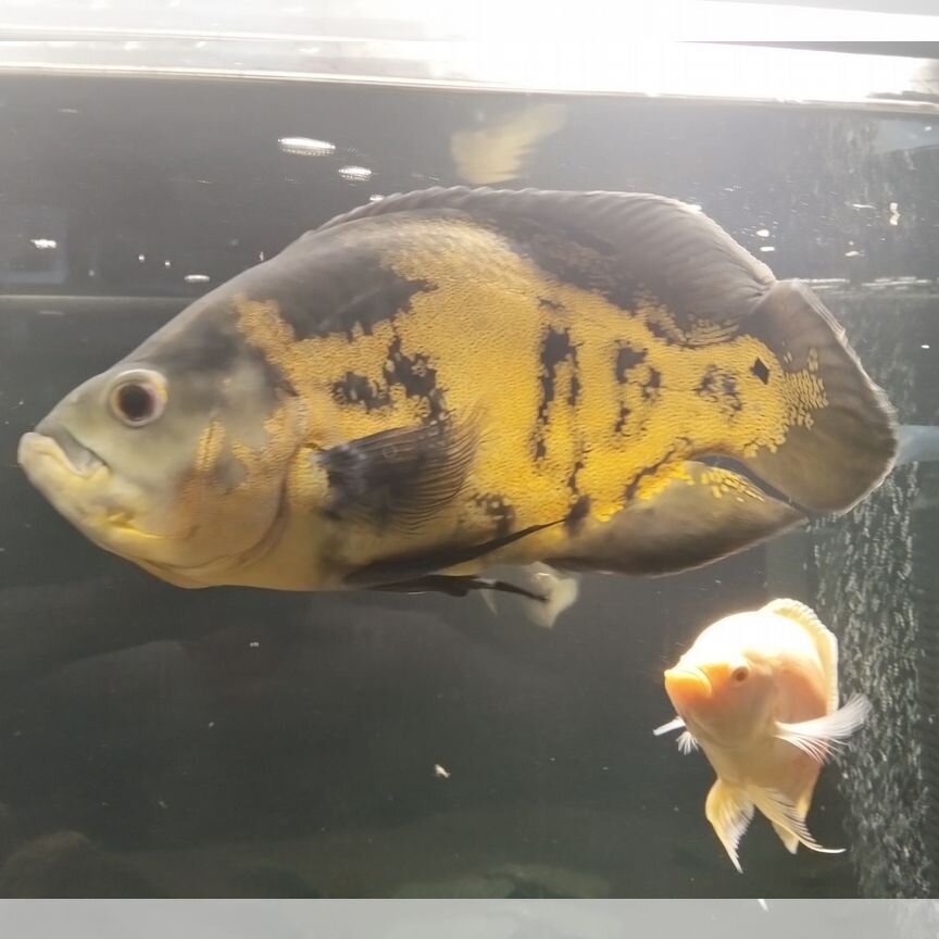 Астронотусы примерно 25 см