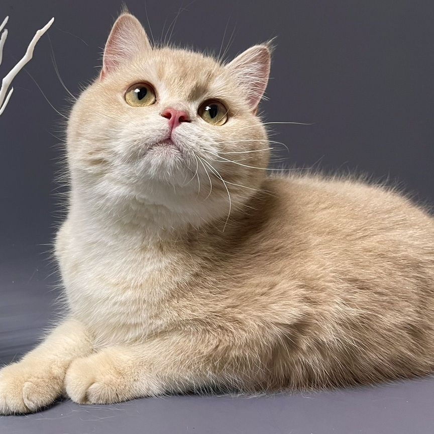 Британский короткошёрстный котёнок