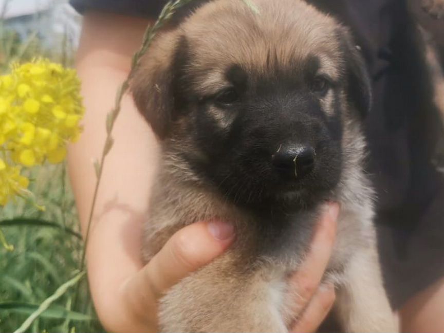 Малыши- 2 месяца