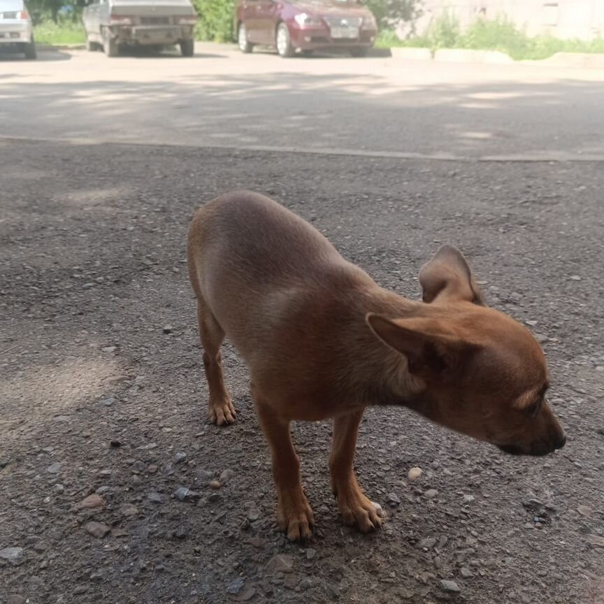 Той-терьер щенки