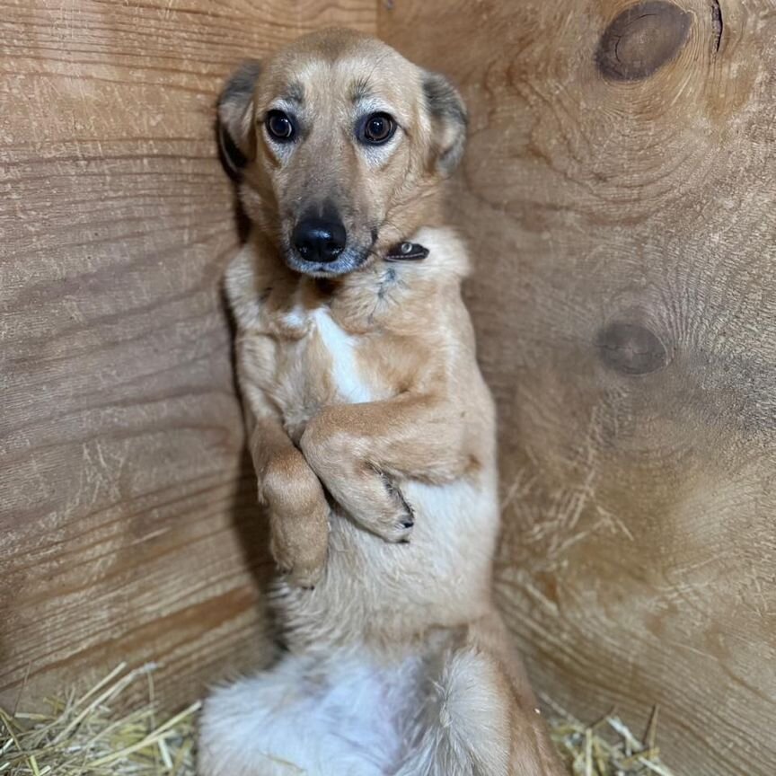 Маленькая собака в добрые руки