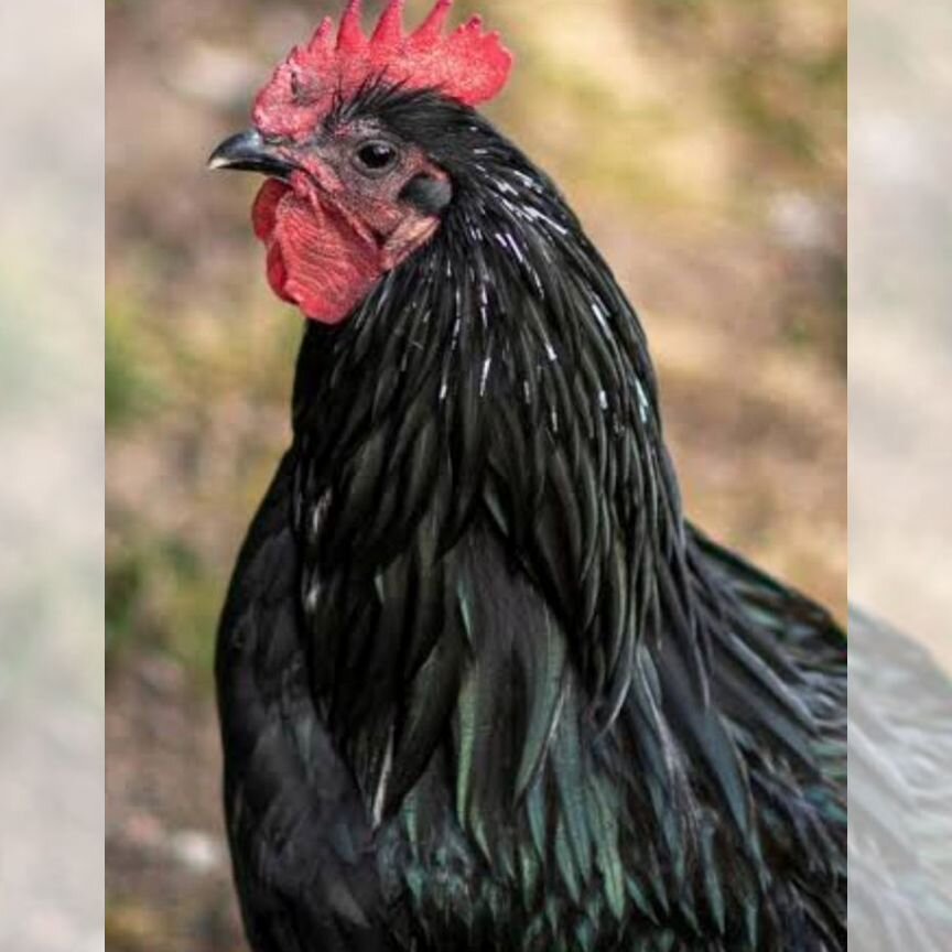 Домашние молодые петухи