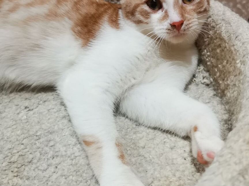 Котик в добрые руки, 4 месяца